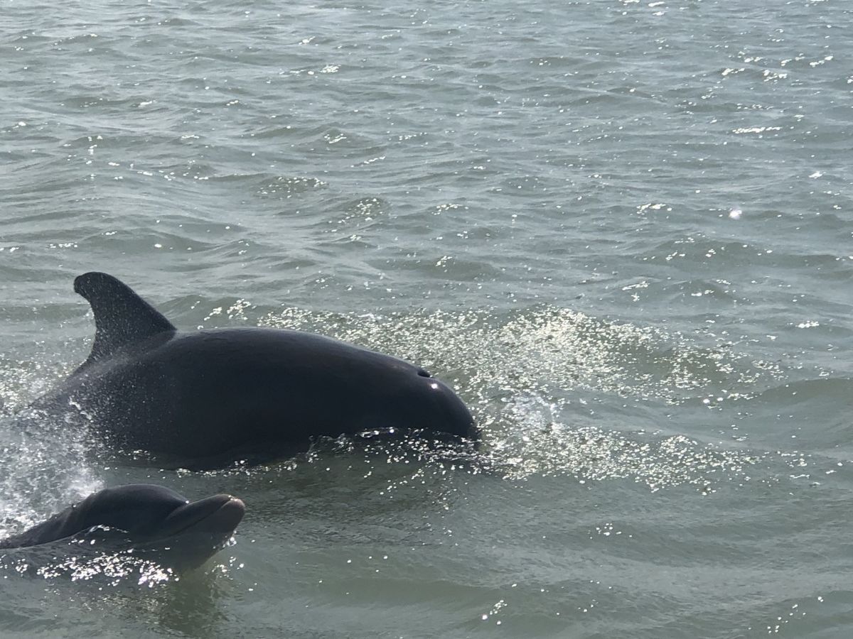 Have you heard about our grouchy old dolphin? South Padre Island, Texas ...