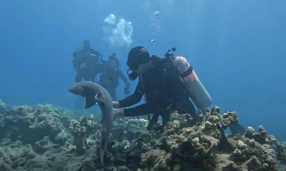 Diver rescues baby shark: Watch: Diver rescues shark trapped on reef by ...