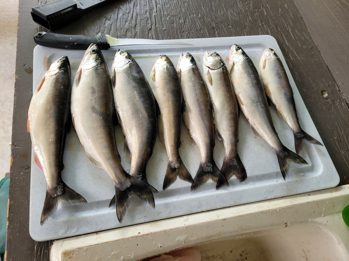 Good morning at lake samish wa: Managed to get 8 in the boat this ...