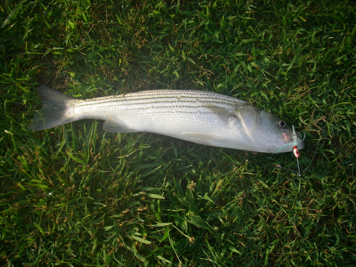White Perch And Rock Fish/Stripers: 6/13/22 I fished for about 2 1/2 ...