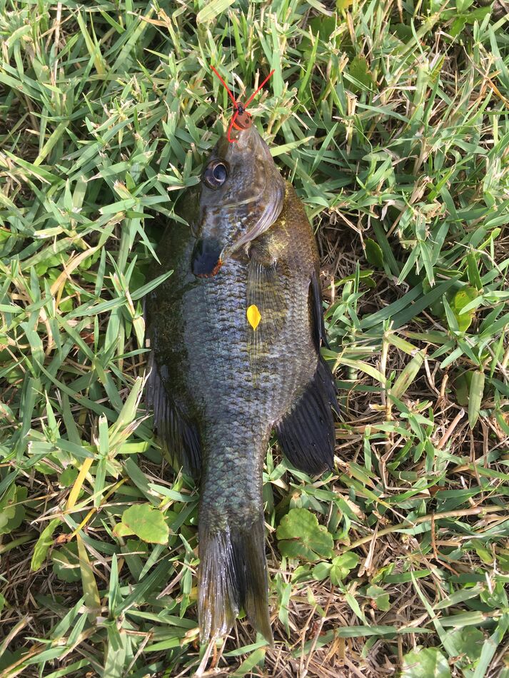 Evening top water action: Managed to get out to a local pond for some ...