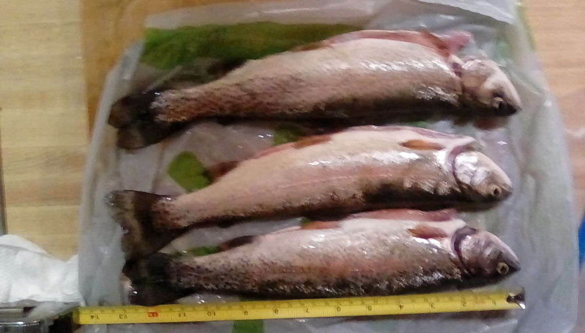 Rainbows at Lake Mcswain: Caught these 3 rainbows today (6/9/22) All ...