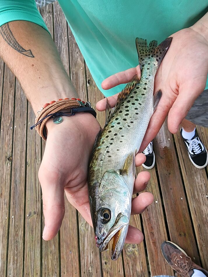 Florida bucket list fish: I'm on a road trip currently through Florida ...