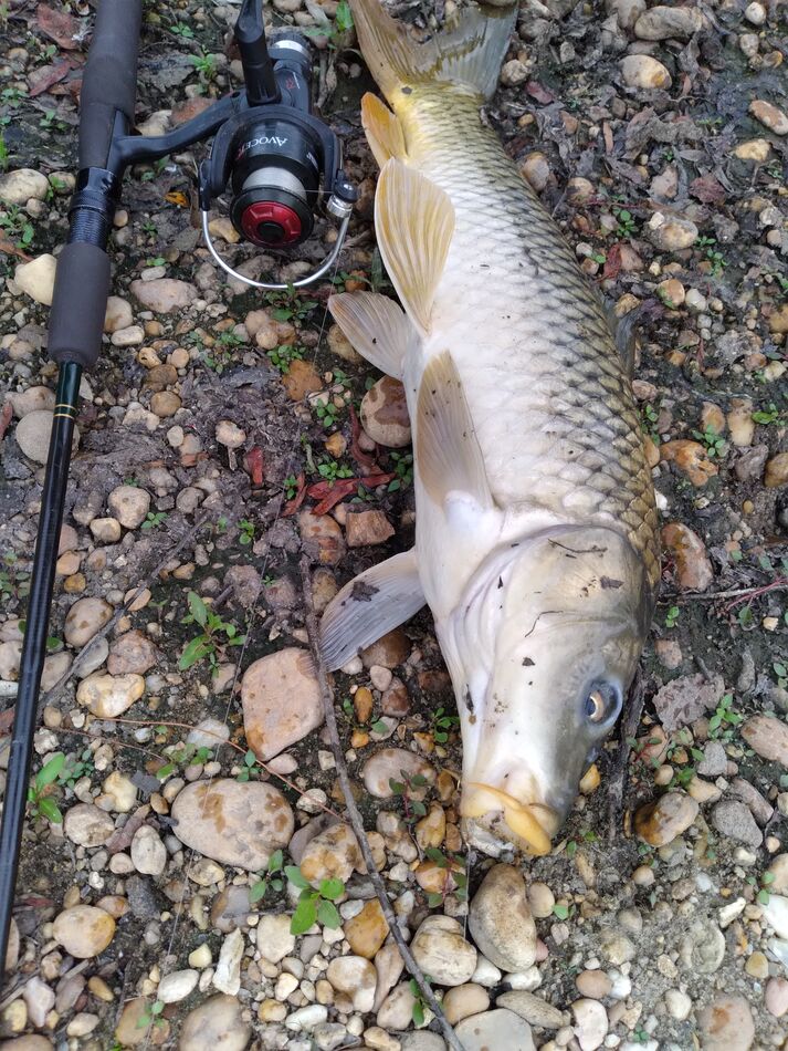 Common carp: Caught 5 and 3 lb common carp with ShopRite canned whole ...