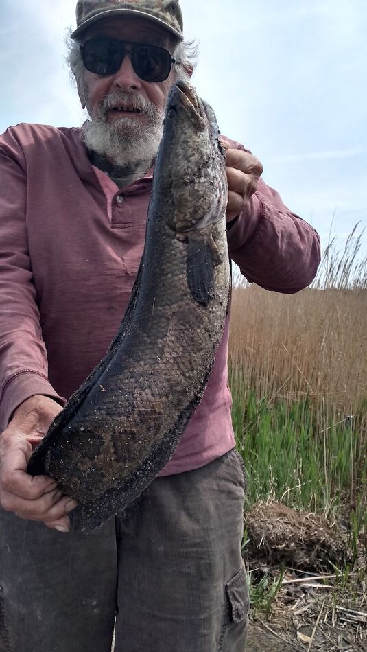Best part of snakeheads: Caught a spawning female. Nothing better than ...