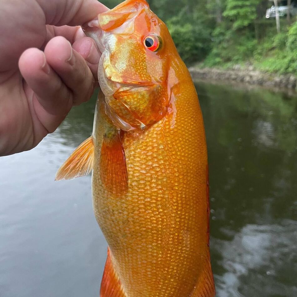 Vibrant orange smallmouth bass Mich: 'It's a fish of destiny': Vibrant ...
