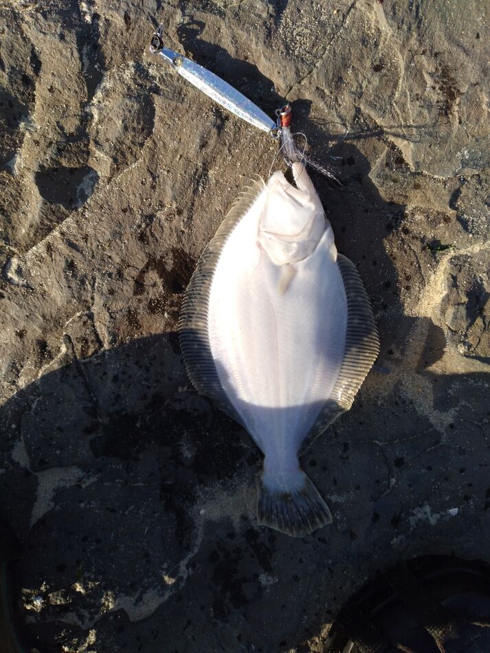 Ava A-17: Caught, tagged and released two undersized fluke on three ...