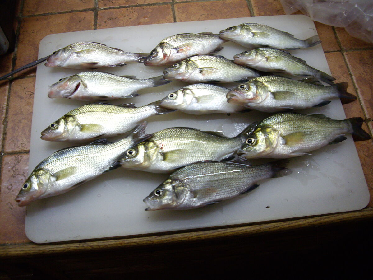 8.26.22 Report White Perch: We launched at the Franklin street ramp ...