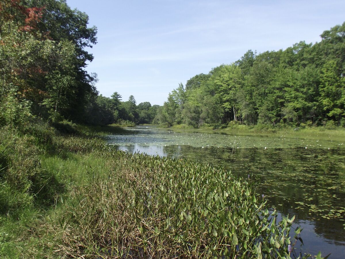 Weedier than anticipated: The weather was great, so I decided to go to ...
