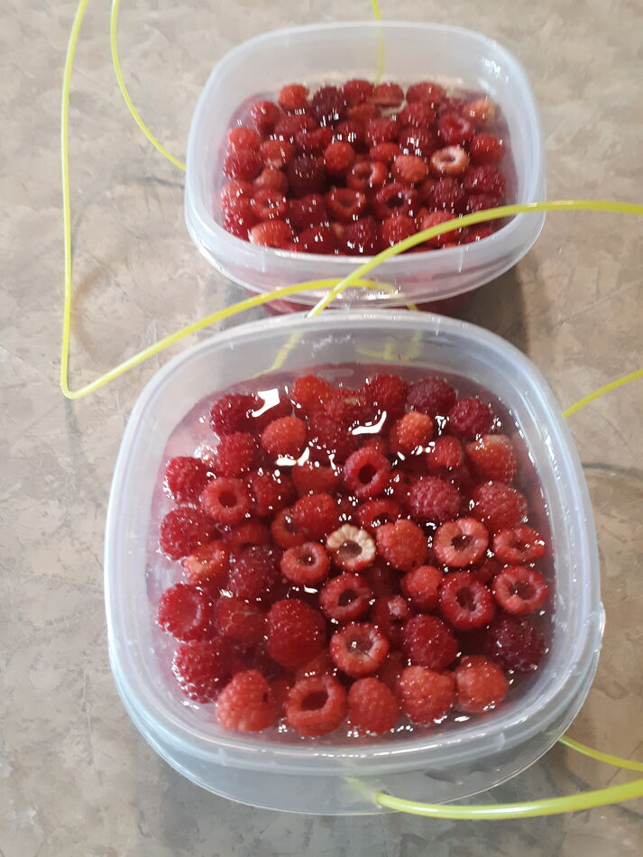 Anyone care for some raspberries? Here are some pictures of what I ...