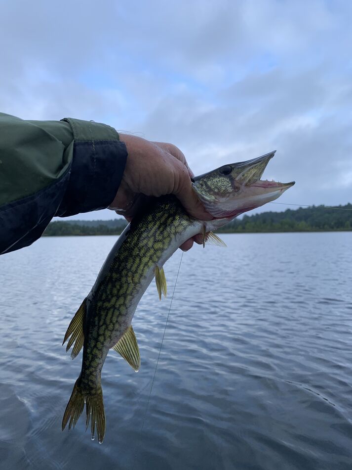 Got a dozen: Well I ended up catching a dozen fish today including the5 ...