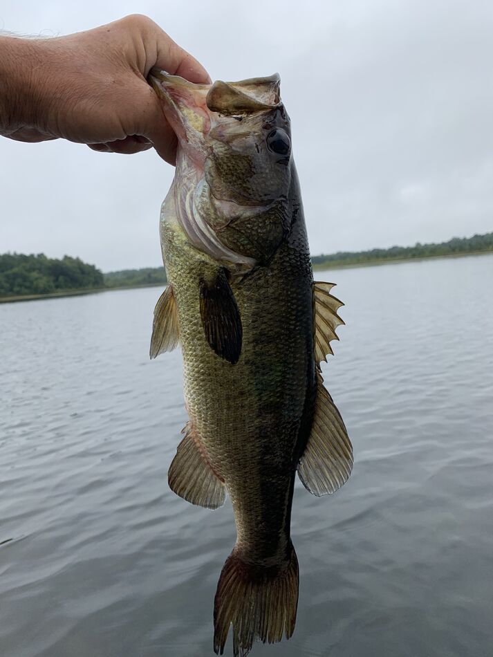 Got a dozen: Well I ended up catching a dozen fish today including the5 ...