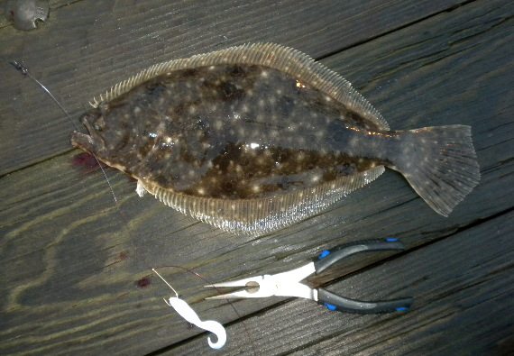 NJ fluke & night crawlers 9-13: Very muggy this am. after the rain. Got ...