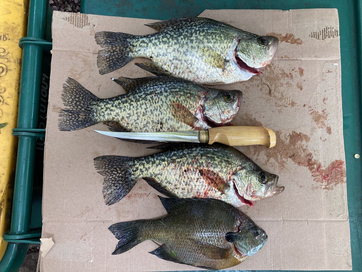 A few decent crappies: Got out a bit yesterday for some fishing. Kept a ...