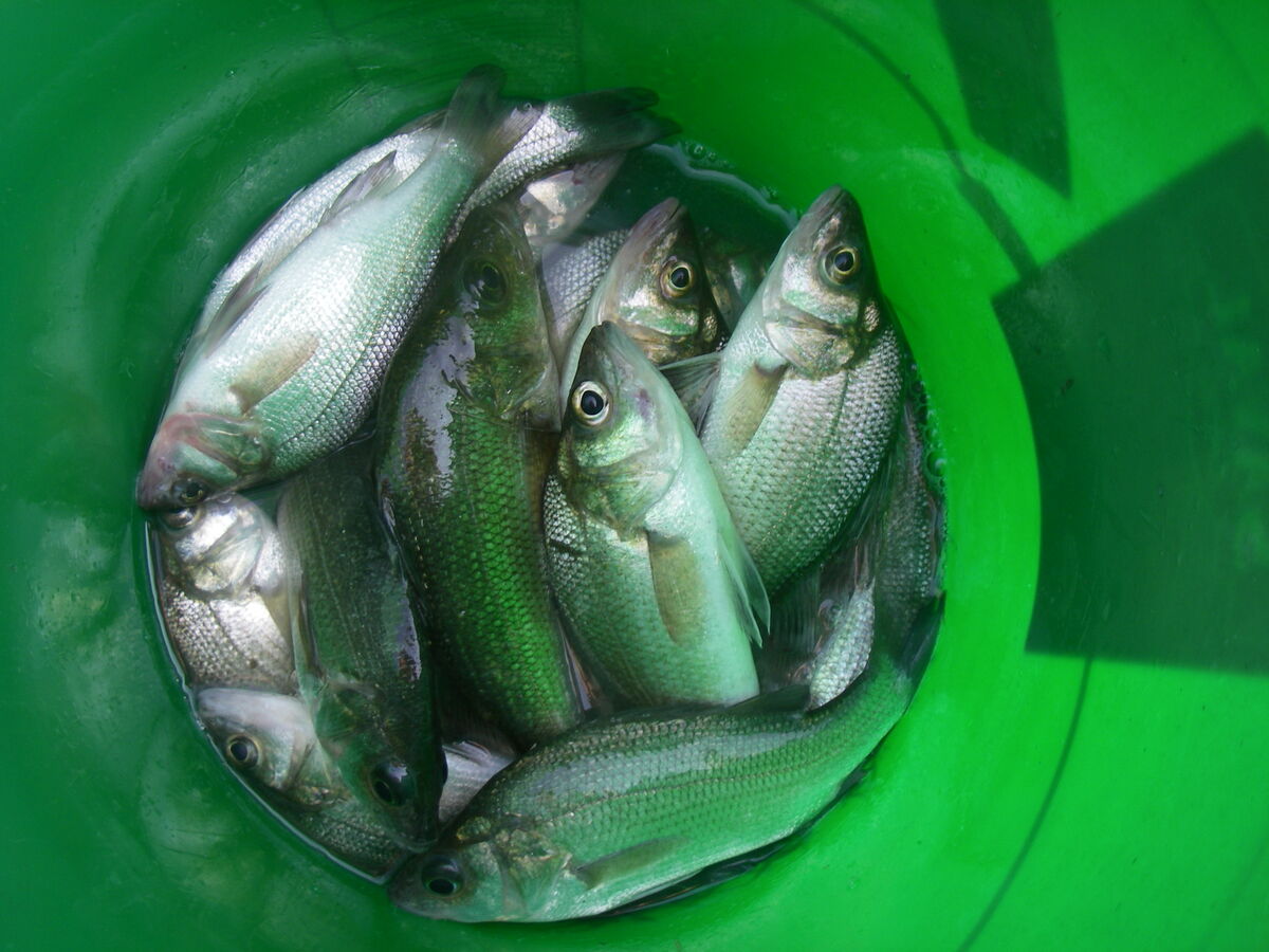 9/16/22 Pretty Good Morning Perch Fishing: 9/16/22 The Green Bucket ...