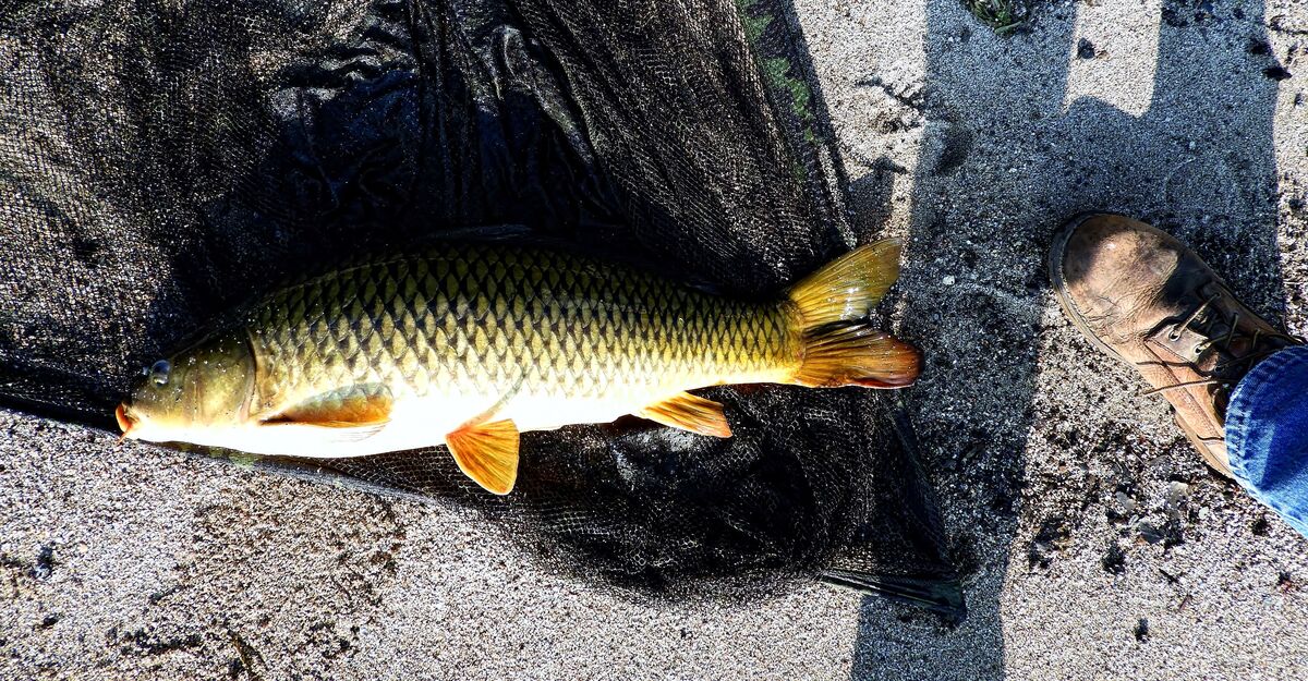 Carp the last two weekends: Hook into a 20 pounder,why fish for ...