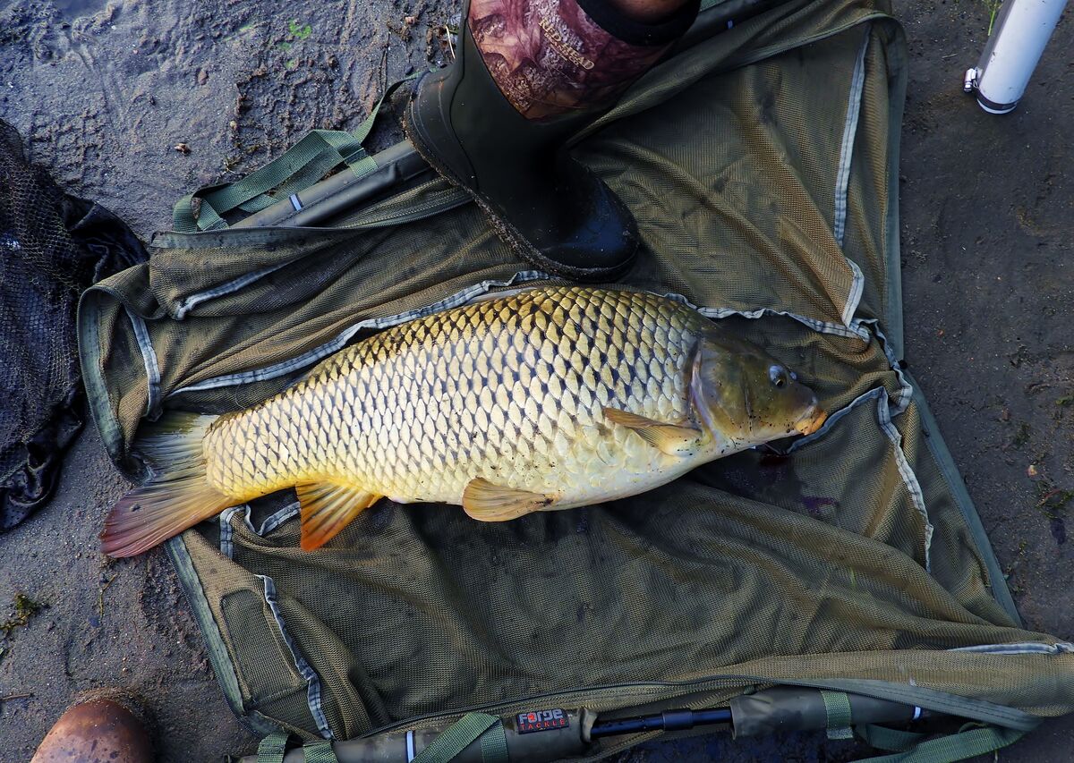 Carp the last two weekends: Hook into a 20 pounder,why fish for ...