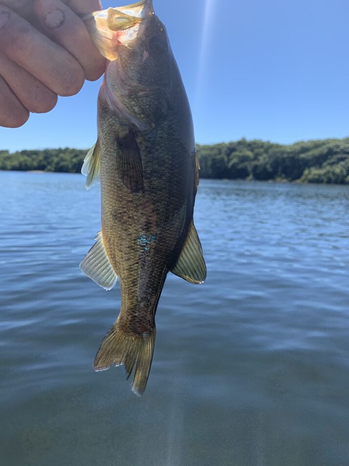 The streak continues: I caught 9 more fish today, this is crazy I have ...