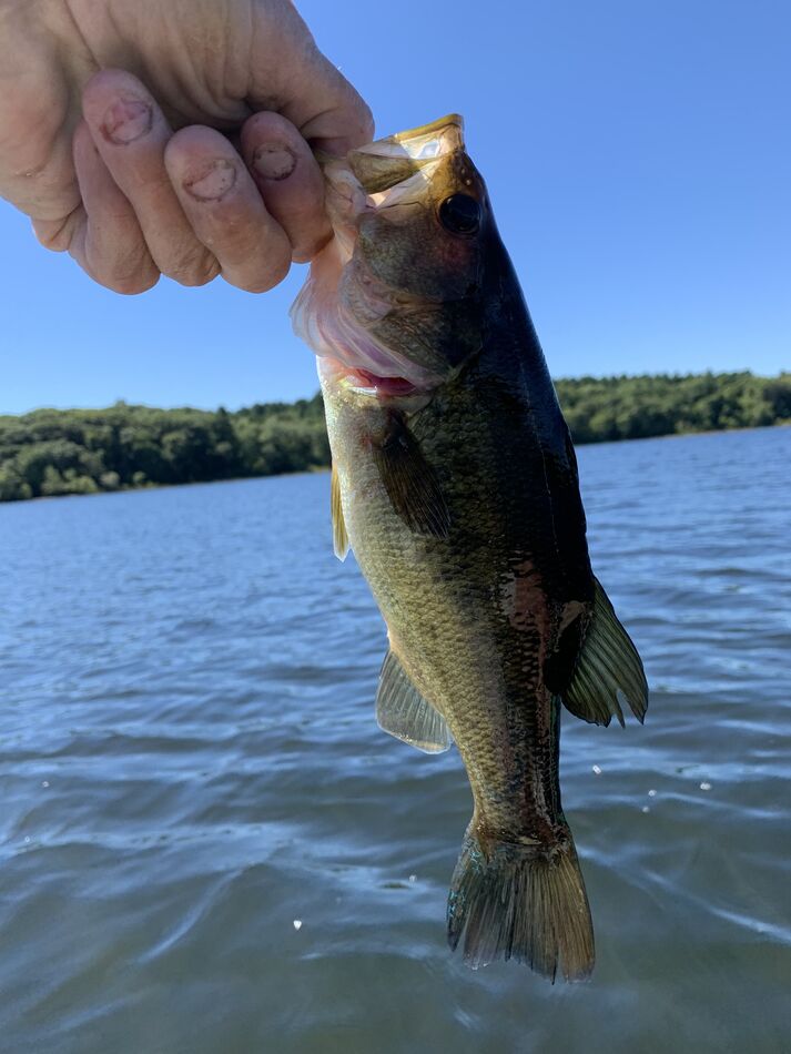 The streak continues: I caught 9 more fish today, this is crazy I have ...