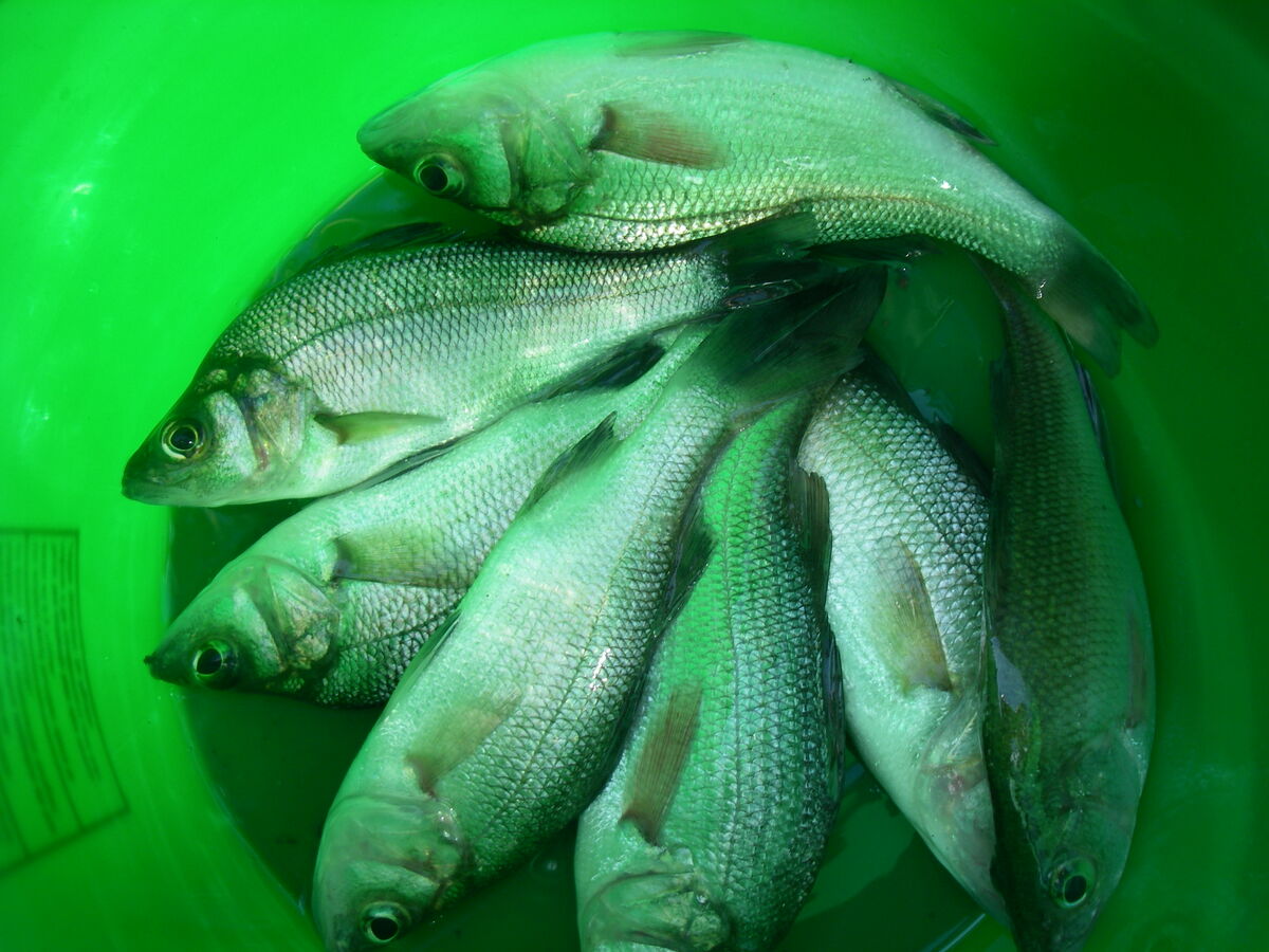 9?20/22 White Perch Fishing: 9/20/22 Stopped fishing when I caught ...