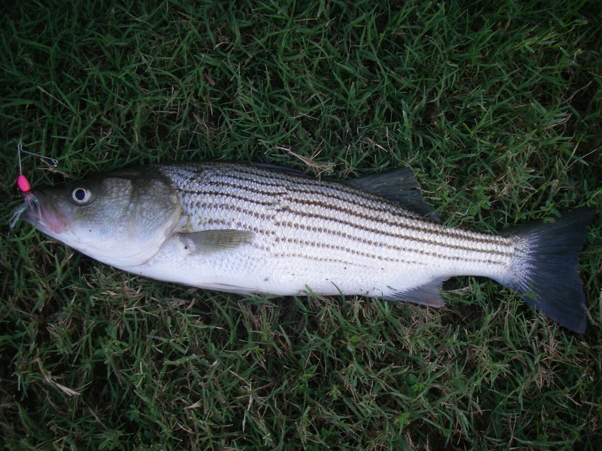 White Perch Fillets: 9/22/22 Was kinda slow this morning but I did get ...