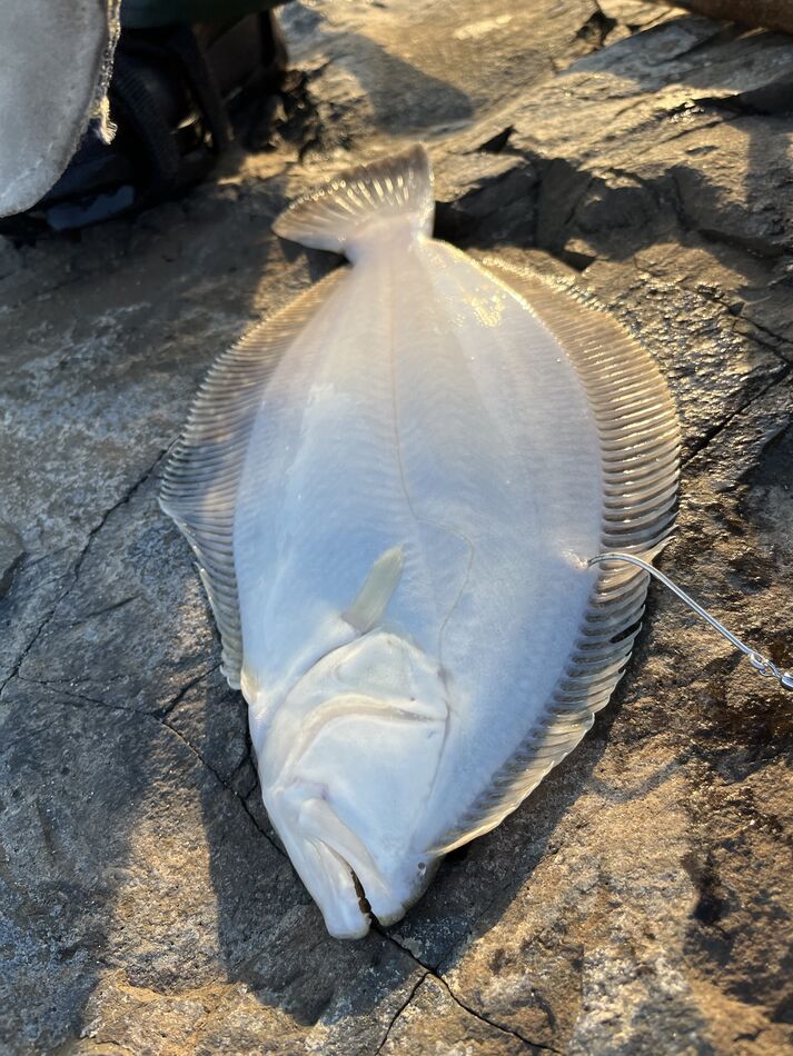 Hurricane Fiona fluke: Caught, tagged and released 3 undersized fluke ...