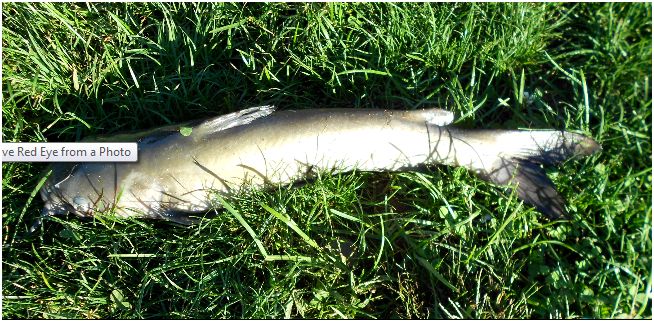 NJ park pond 9-23: This morning. I got two bass to 2 1/2 lbs and two 19 ...