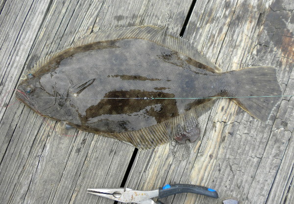 NJ fluke 9-25: Quiet cool cloudy morning. Managed three keeper size ...