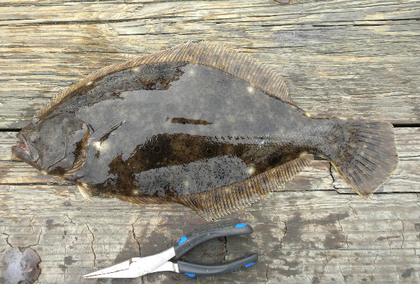 NJ fluke 9-25: Quiet cool cloudy morning. Managed three keeper size ...