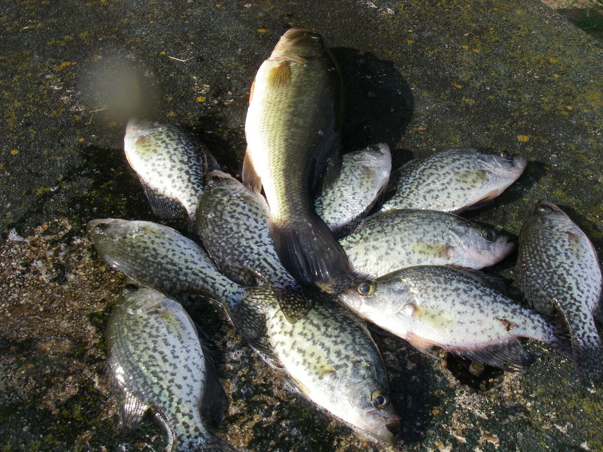9/25/22 Crappie Fishing: 9/25/22 Fished until 9:00 this morning and ...