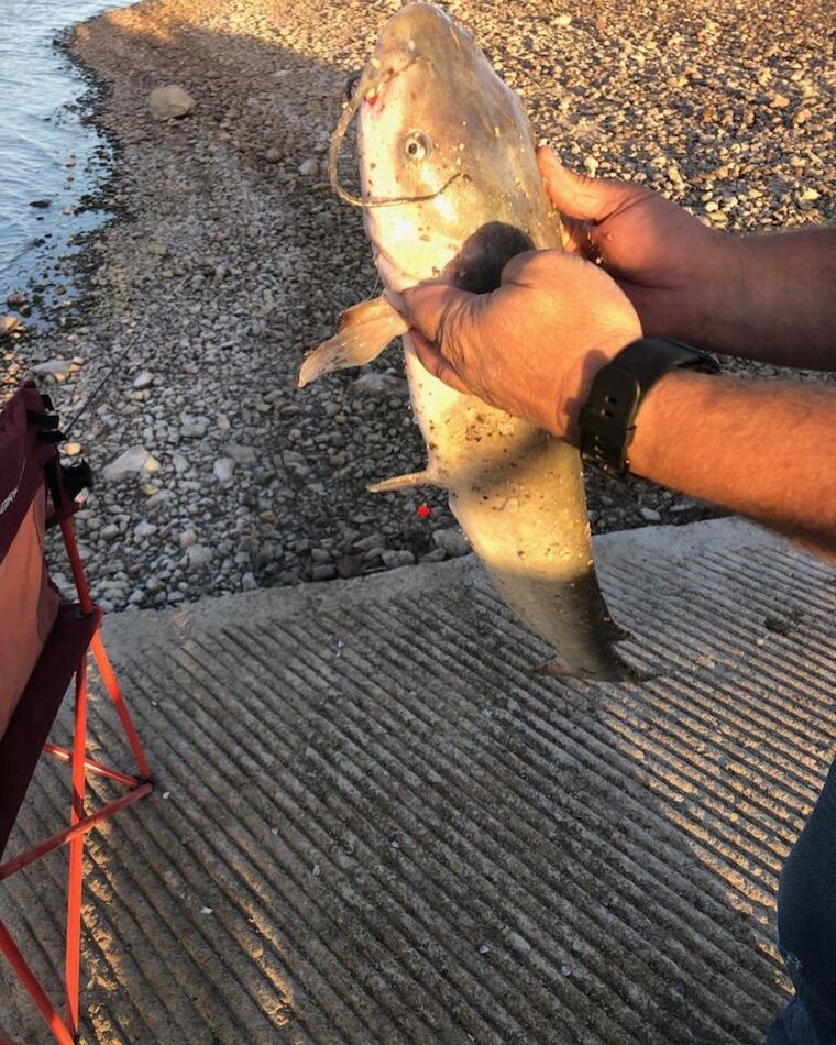 Carp Bait: Caught these beauties out of Chimney Dam. Up by Paradise ...