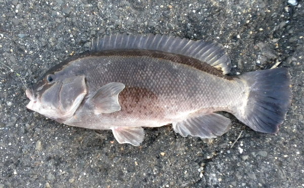 NJ blackfish 9-28: Cool a little windy this am. Got my first two ...