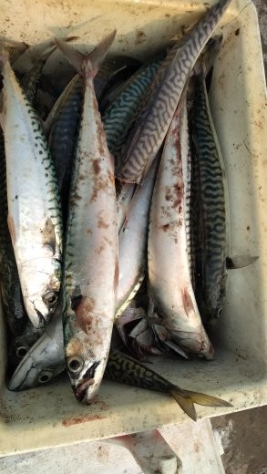 Pickling Mackerel: We recently returned from a fishing trip to Maine ...