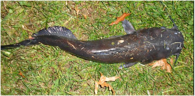CJ park pond 9-29: One 23" channel catfish on bread balls. Lost a 3 lb ...