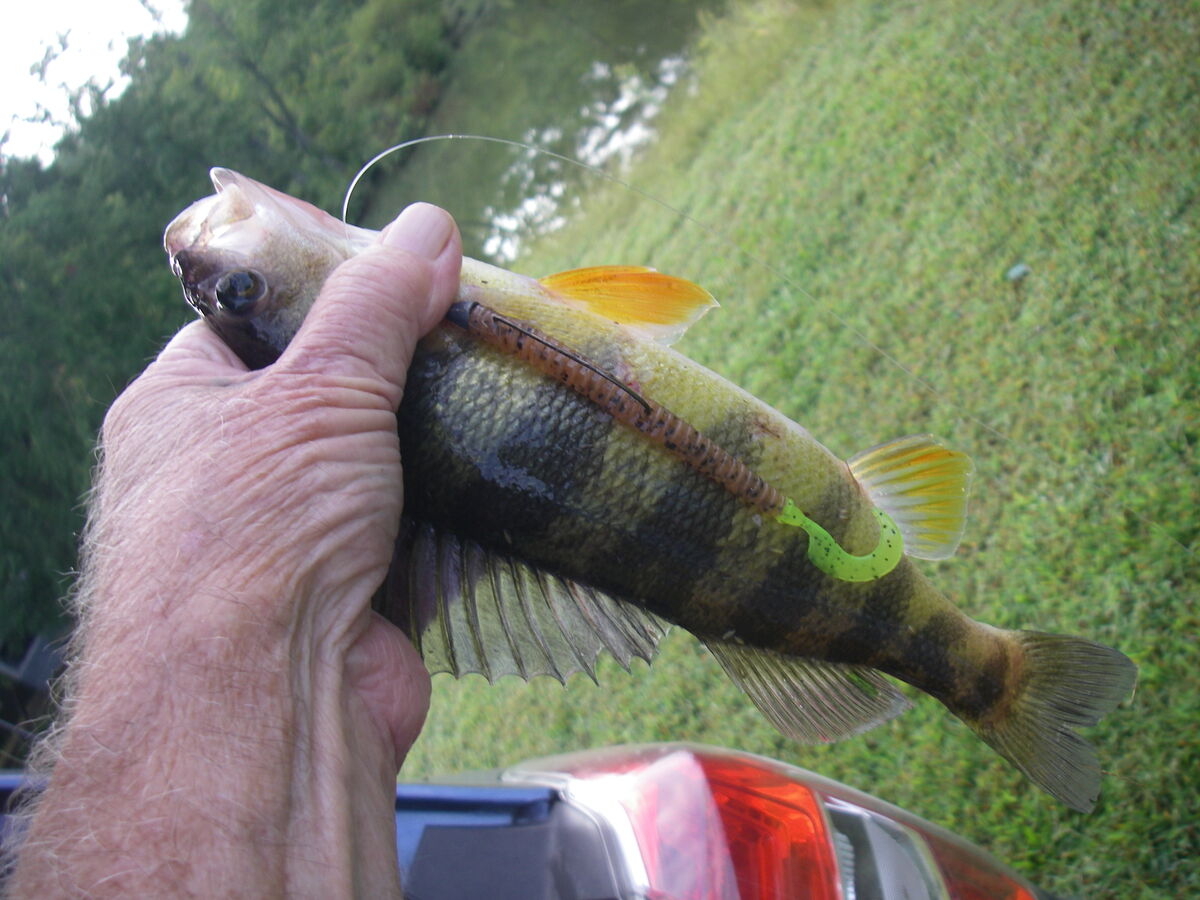 9/3/22 Fishing: 9/3/22 Not great but I caught a few. I think I might ...