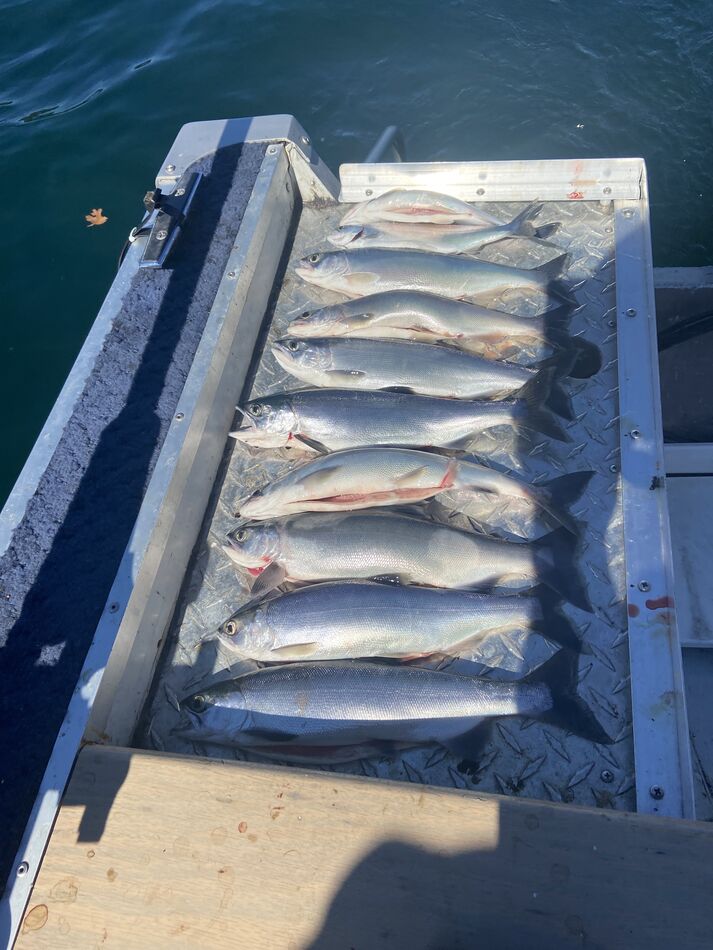 Lake Merwin Wa: Fish report for Merwin Reservoir Wa. State...