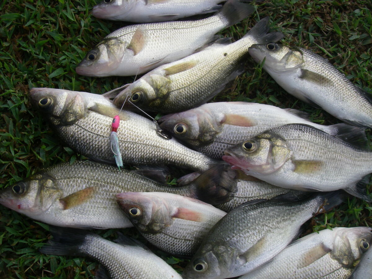 9/8/22 White Perch: 9/8/22 Finley had a pretty good white perch morning ...