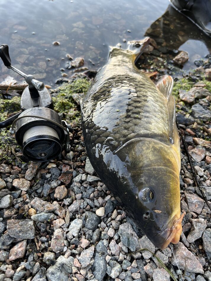 Carp: Caught a yellow bullhead, red breasted sunfish, 2 bluegills and 2 ...