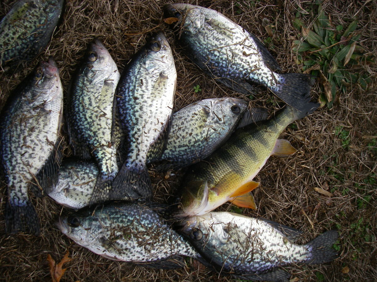 1/12/23 Fishing: 1/12/23 Pretty good fishing day if you like pan ...