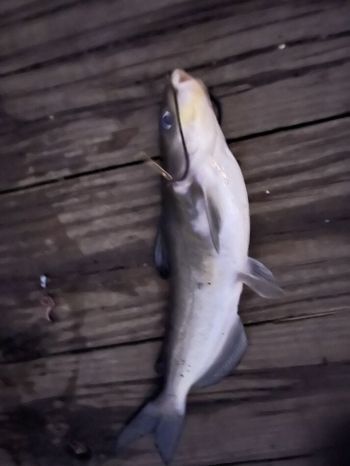 Channel catfish: Caught and released 22 white perch, 10 yellow perch, a ...