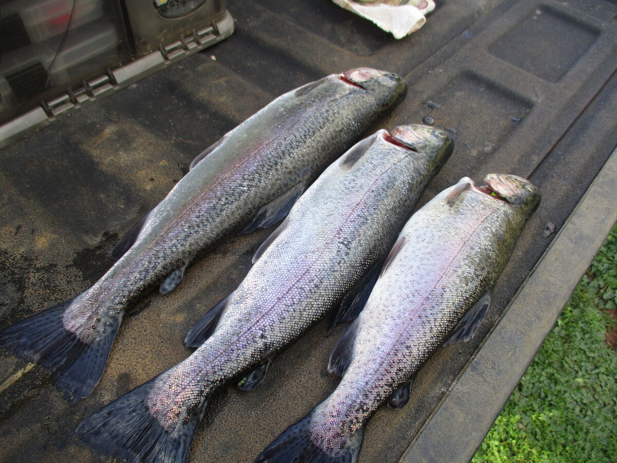 TROUT TODAY: Finally got a day free of rain and had to get out, water ...