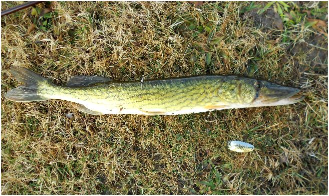 Pond pickerel 1-20: This afternoon went across the street to the little ...
