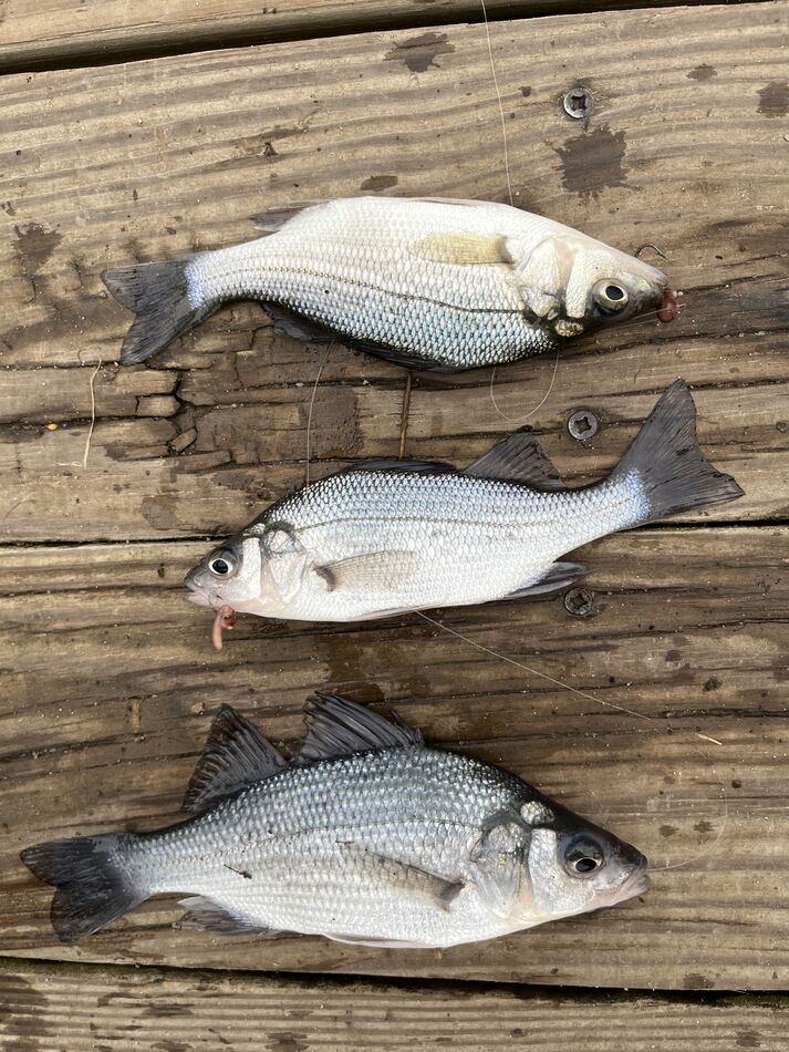Triples: Caught and released 48 white perch, 3 bluegills and a yellow ...