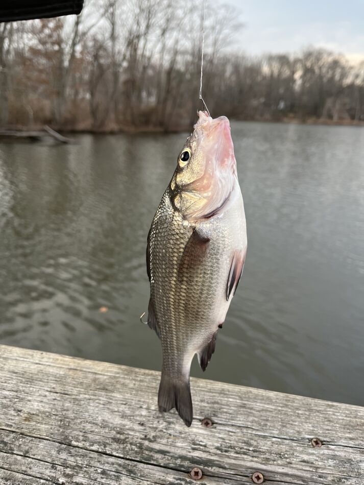 66 fish: Caught and released 62 white perch to 9”, 2 yellow perch, a ...