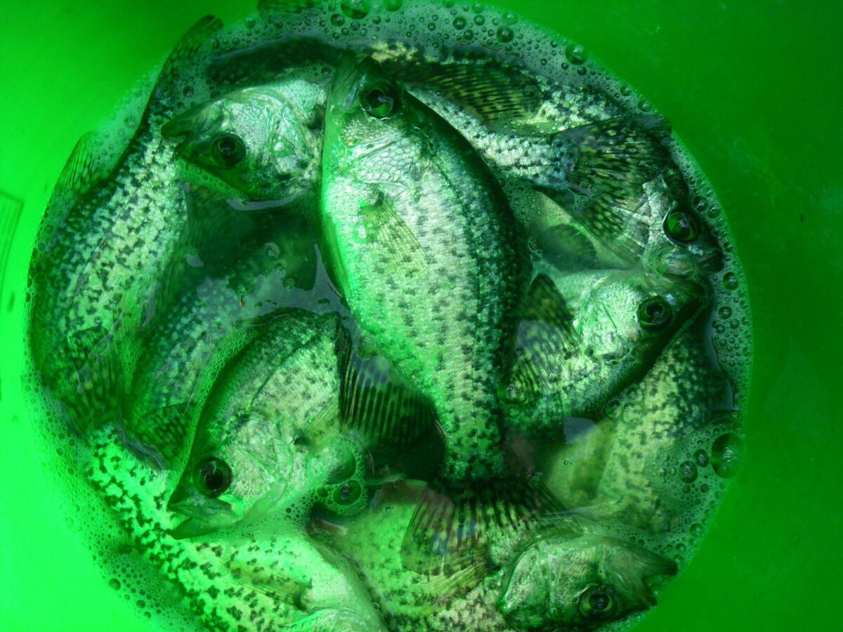 10/1/23 Crappie: 10/1/23 Did a little fishing this morning and caught ...