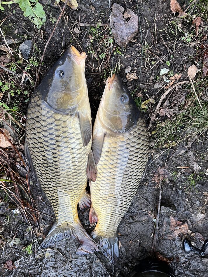Corn 🌽 perch: Went carping in the 60 degree Millstone River on the ...