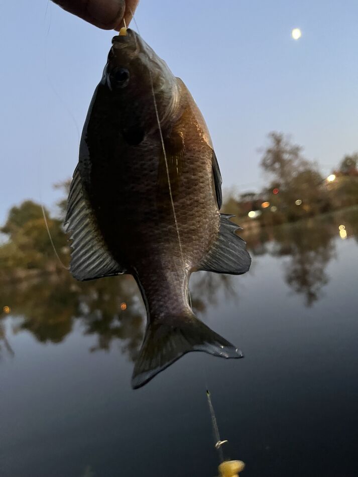 Corn 🌽 perch: Went carping in the 60 degree Millstone River on the ...