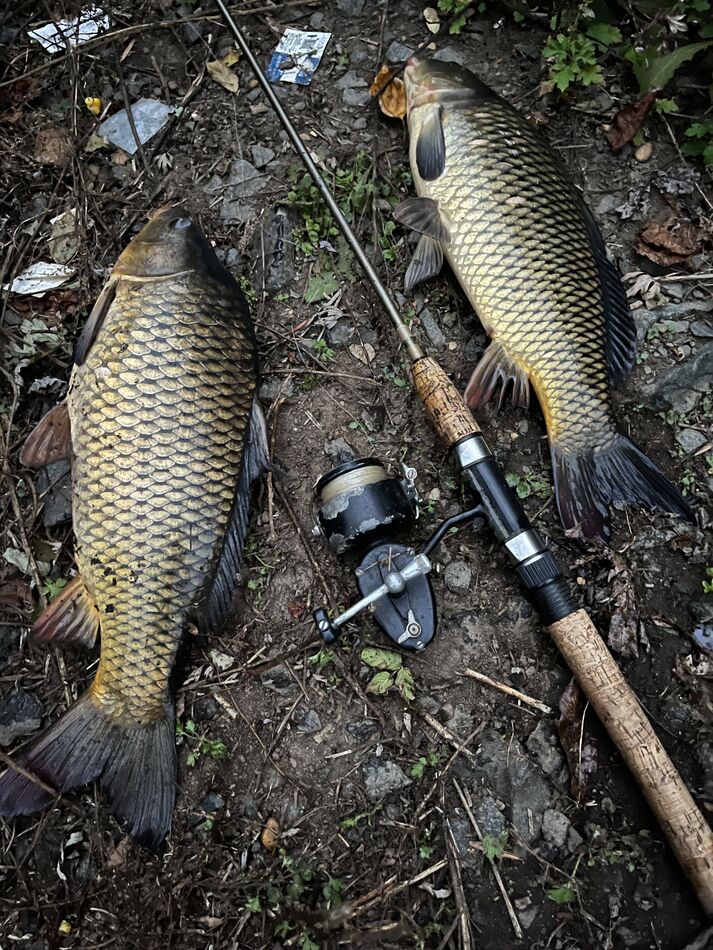 2 more carp: Went carping in the 60 degree Millstone River on the south ...