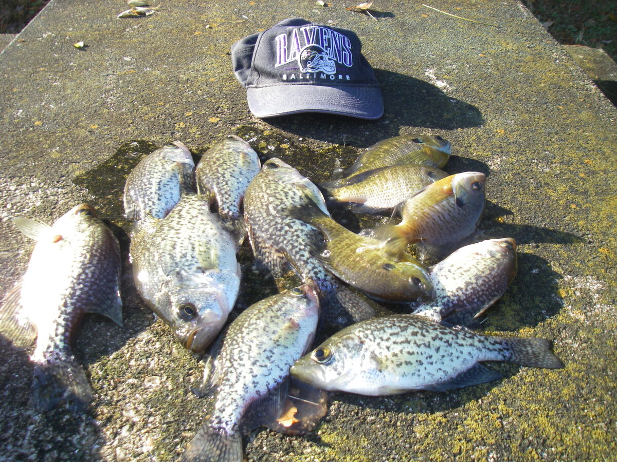10/30/23 Crappie Fishing: 10/30/23 Didn't take long to catch these nice ...