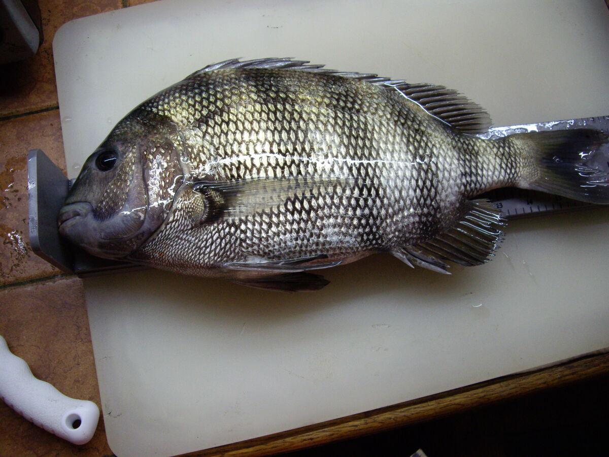 (MD)10/27 and 10/29 Sheepshead OCMD: Went to OC to scope out winter ...